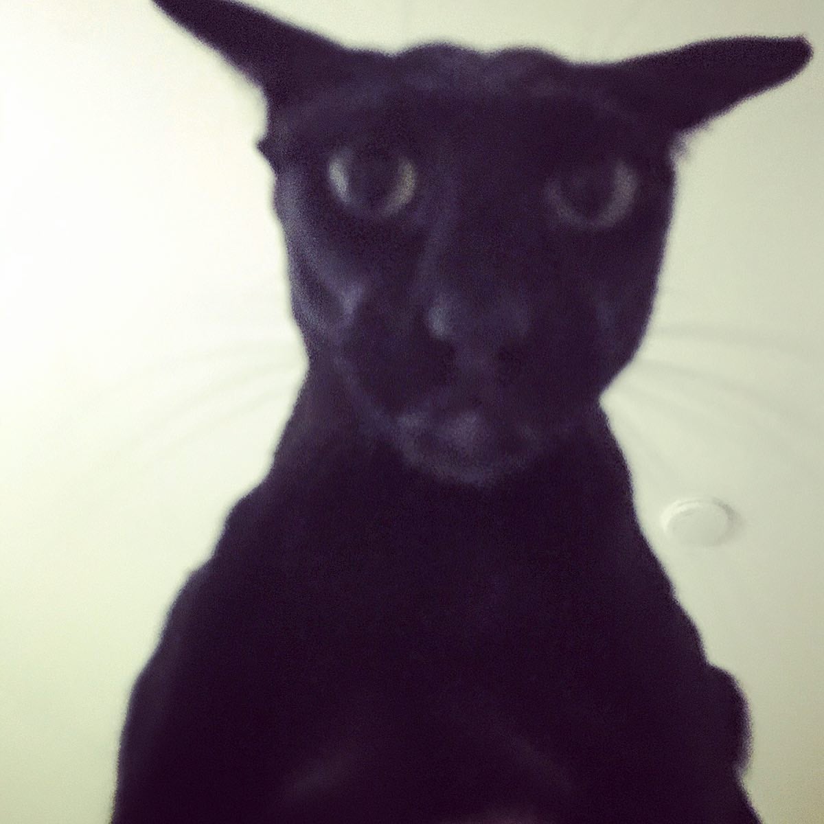 James The Alien Cat - Meme69 MEMEDAY 2025